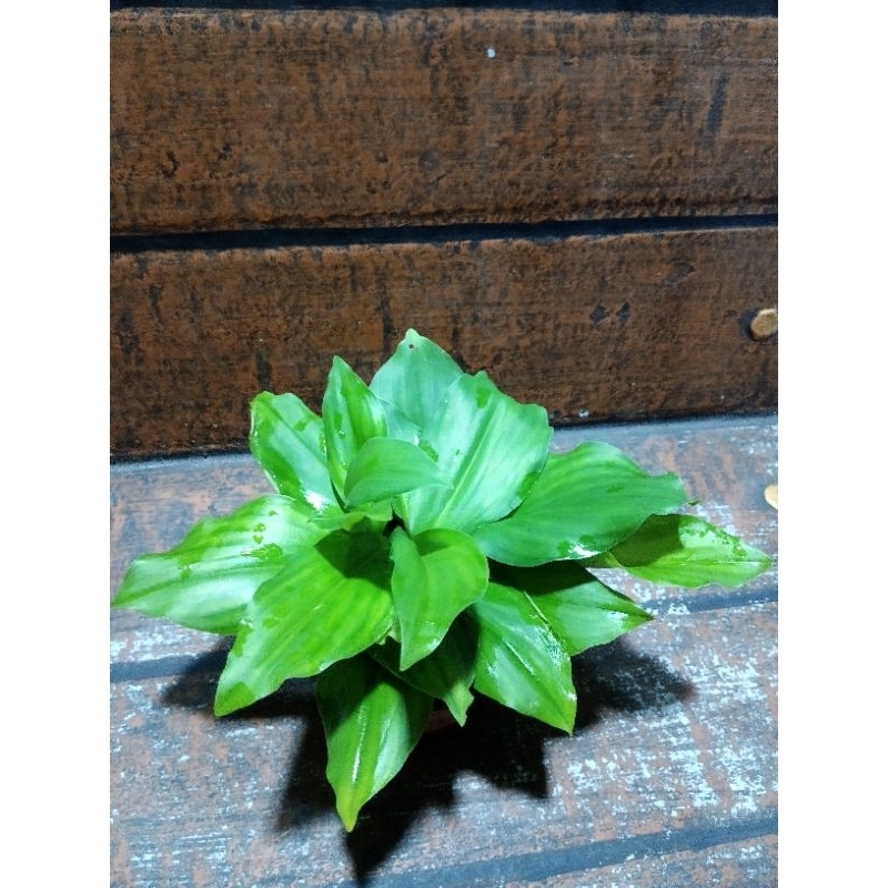 Pokok Ulam Cekur/Kencur | Shopee Malaysia