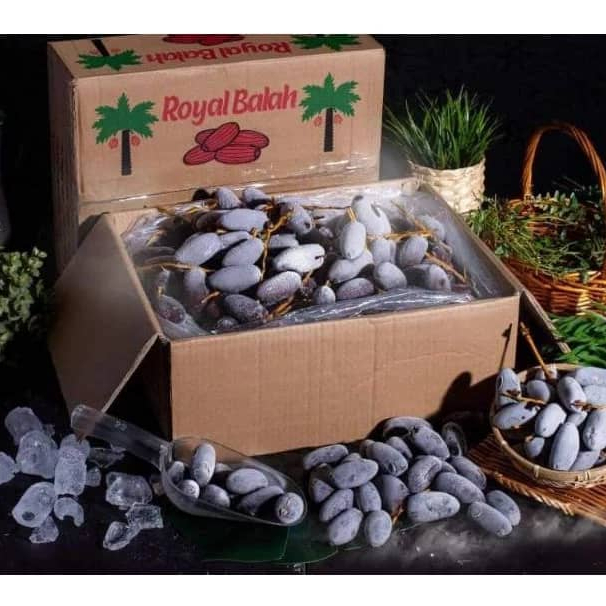 KURMA SEJUK/KURMA BEKU SEGAR/ICED DATES/FROZEN BALAH | BARHI | EGYPTIAN ...