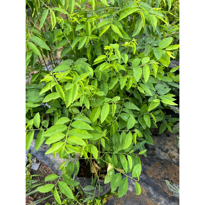 Pucuk Manis : Ulam-Ulaman : Cekur Manis | Shopee Malaysia