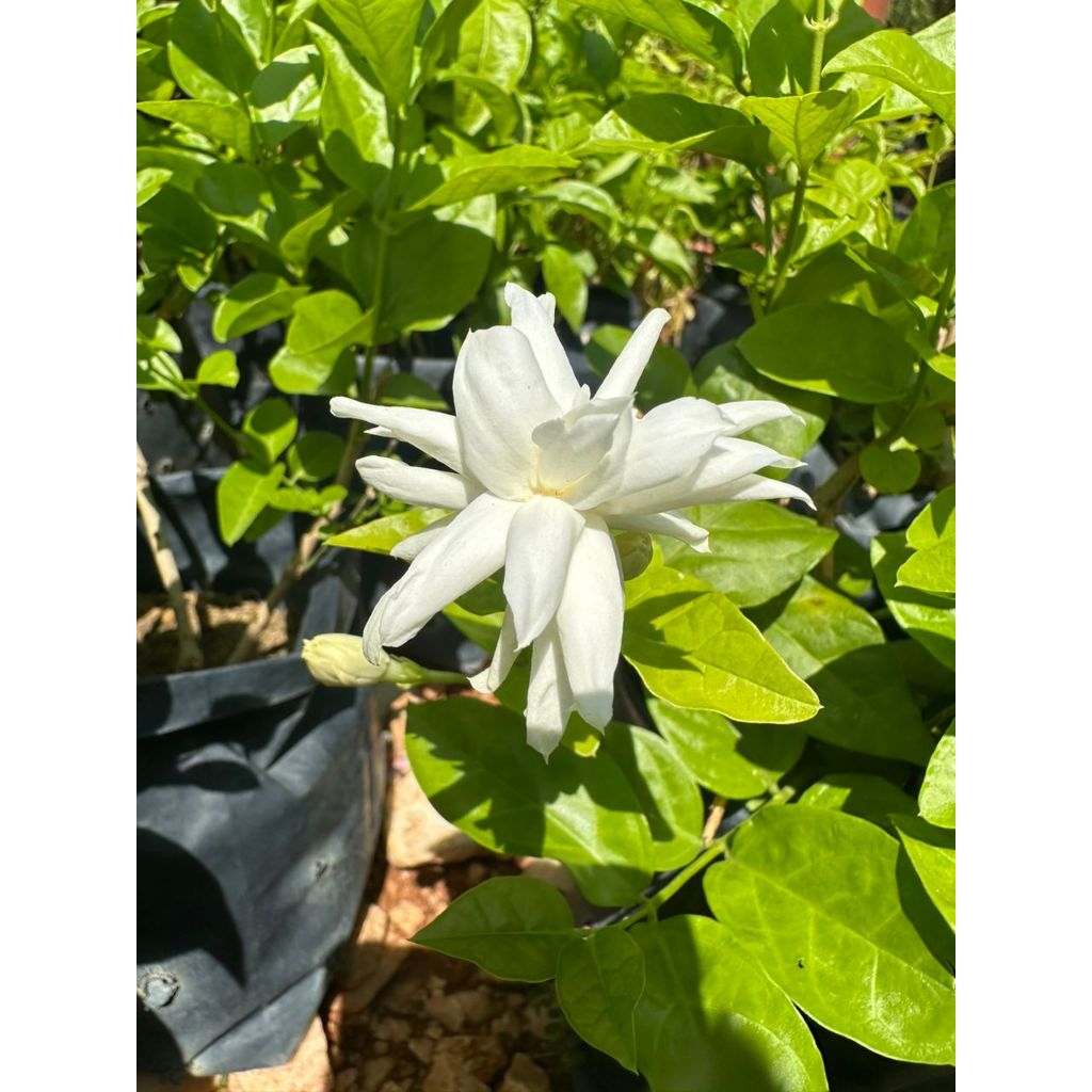 Bunga Melur Star. Melur India. Bell of India. Jasmine India *with ...