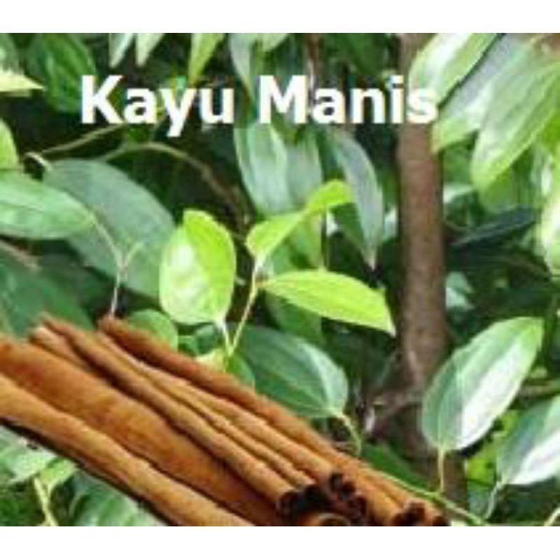 Pokok Kayu Manis Ready Stock | Shopee Malaysia