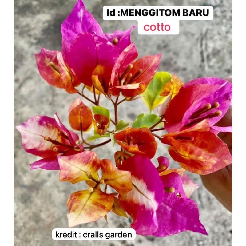 Bunga Kertas ID RARE MENGGITOM BOUGAINVILLEA | Shopee Malaysia