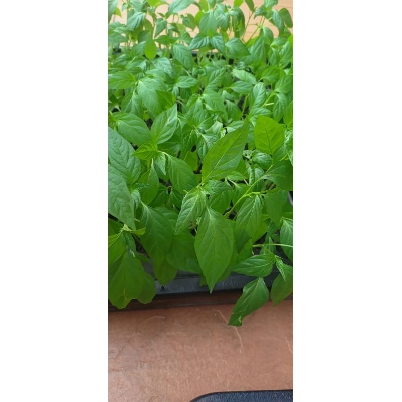 Anak pokok cili lada solok (Malaysia ready stock) | Shopee Malaysia