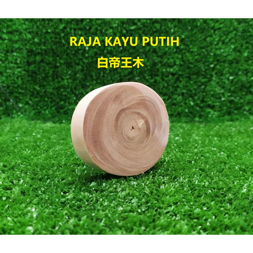 白帝王木片（稀有） RAJA KAYU PUTIH KEPINGAN (RARE) | Shopee Malaysia