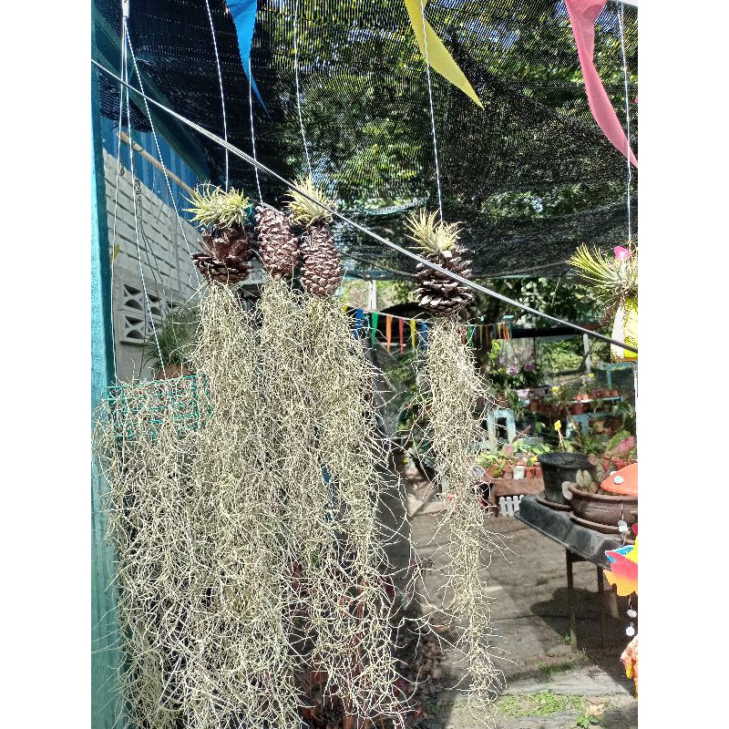 Pokok air plant janggut-janggut | Shopee Malaysia