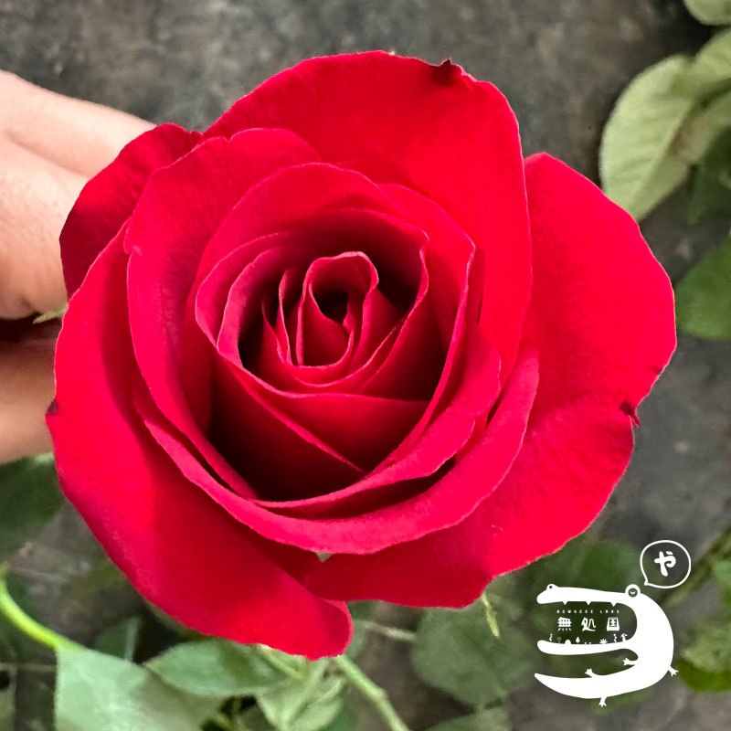 [High-grade Roses] [10 stems] Directly send from Cameron Highlands ...