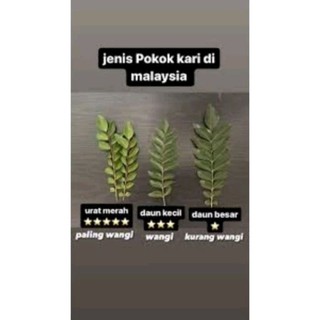 Pokok Kari urat merah paling wangi cooking herbs herba rempah masakan ...