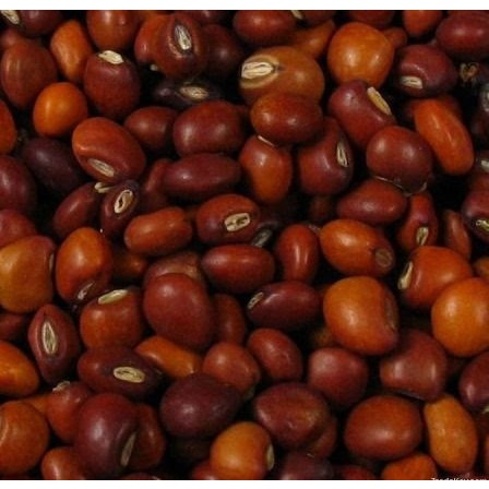 whole pigeon pea toor kacang (Cajanus cajan) Red gram Thuvara Pigeonpea ...