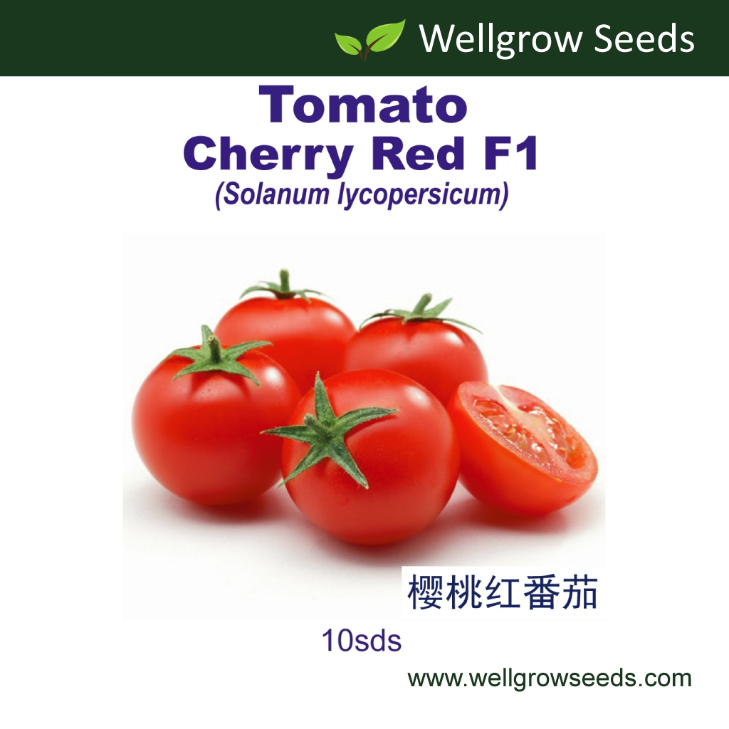 Tomato Cherry Red F1 (10sds) 樱桃红番茄 Indeterminate Vegetable Seeds Wellgrow Seeds | Shopee Malaysia