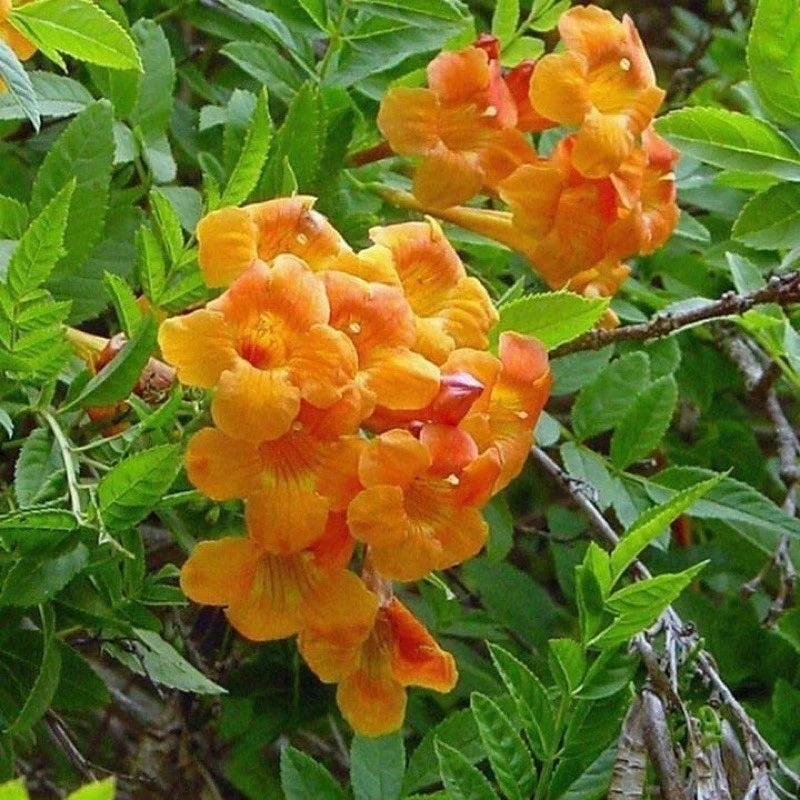Pokok bunga tecoma oren | Shopee Malaysia