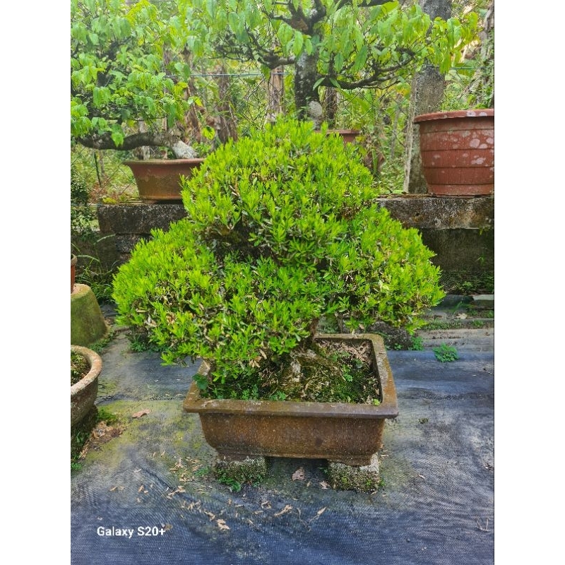 Buxzu @ kayu buruk Bonsai...Anak pokok tinggi 30cm | Shopee Malaysia