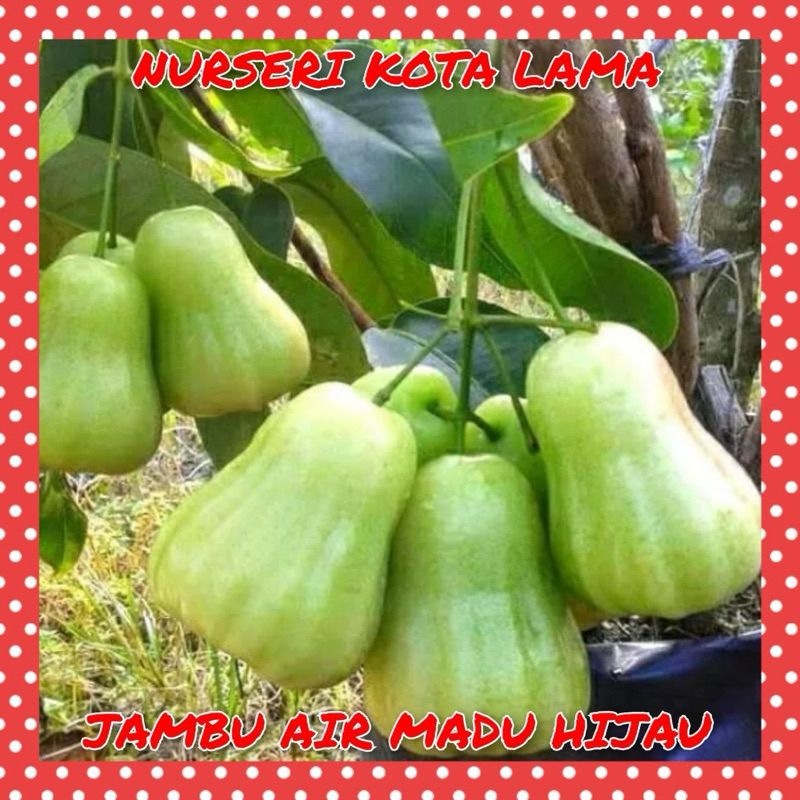 🔥HYBRID🔥 POKOK JAMBU AIR MADU HIJAU THAI / Jambu Loceng / Green Honey ...