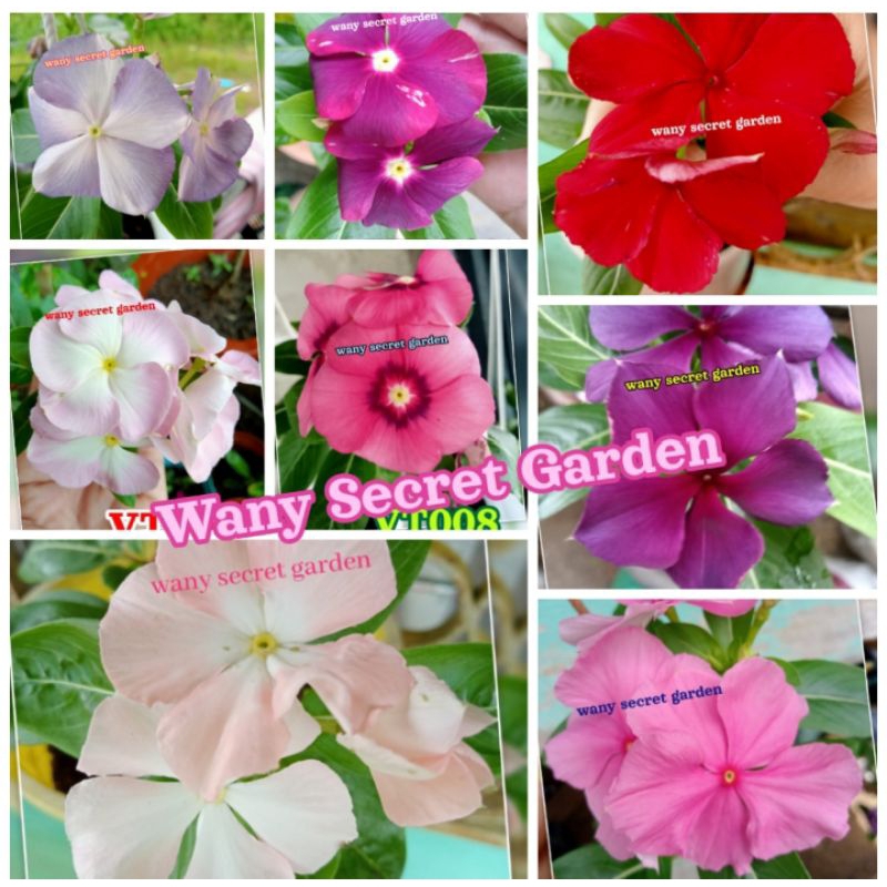 MIXED RANDOM VINCA SEED (200 PCS) | Shopee Malaysia