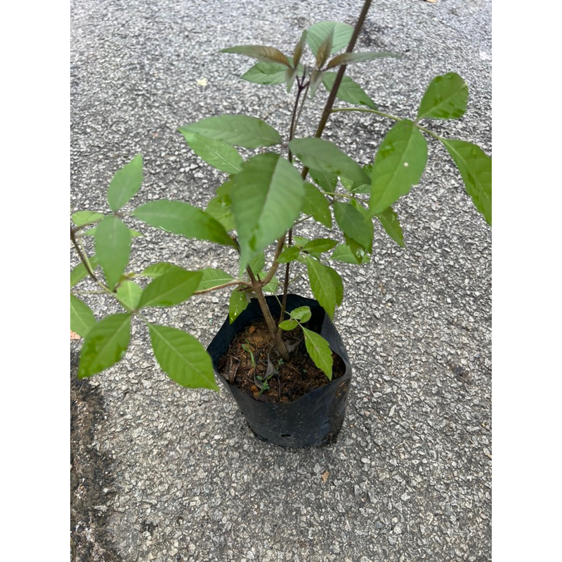 Lemuni Hitam : Daun Lemuni Untuk Makanan Pantang : Ulam Pantang ...