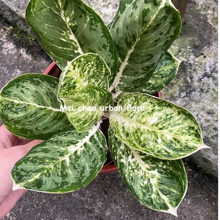 [MCUF] Aglaonema Green Papuma live plant suitable for Indoor or outdoor ...