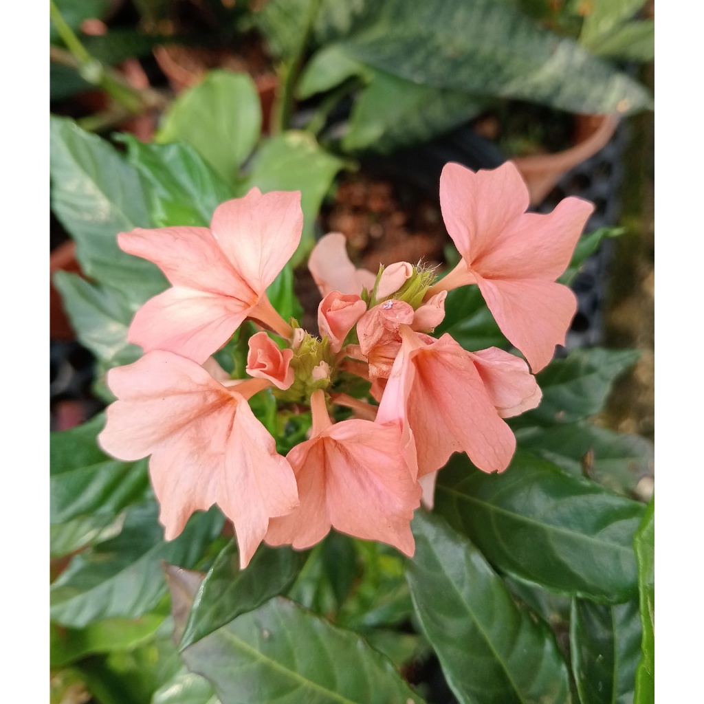 Anak Pokok Bunga Crossandra Pelbagai Jenis | Shopee Malaysia