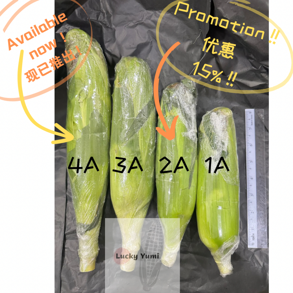 (1 SET 6 PCS)Cameron Highlands Jagung Susu Manis/White Sweet Corn/金马伦 ...