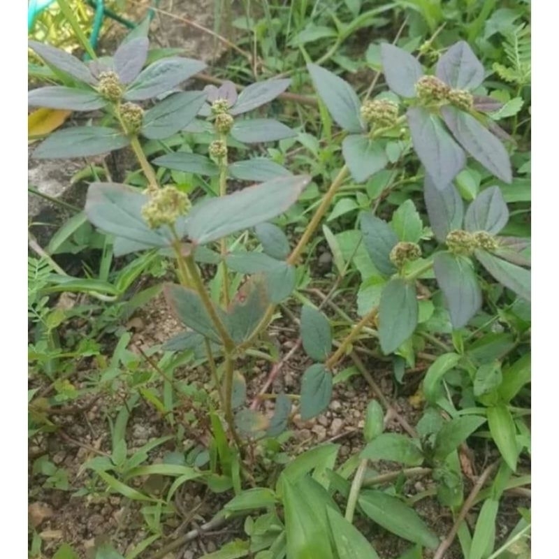 [Tiada COD / No COD] 4 Pokok Susu Nabi / Ara tanah (Ubait Gout & Stroke ...