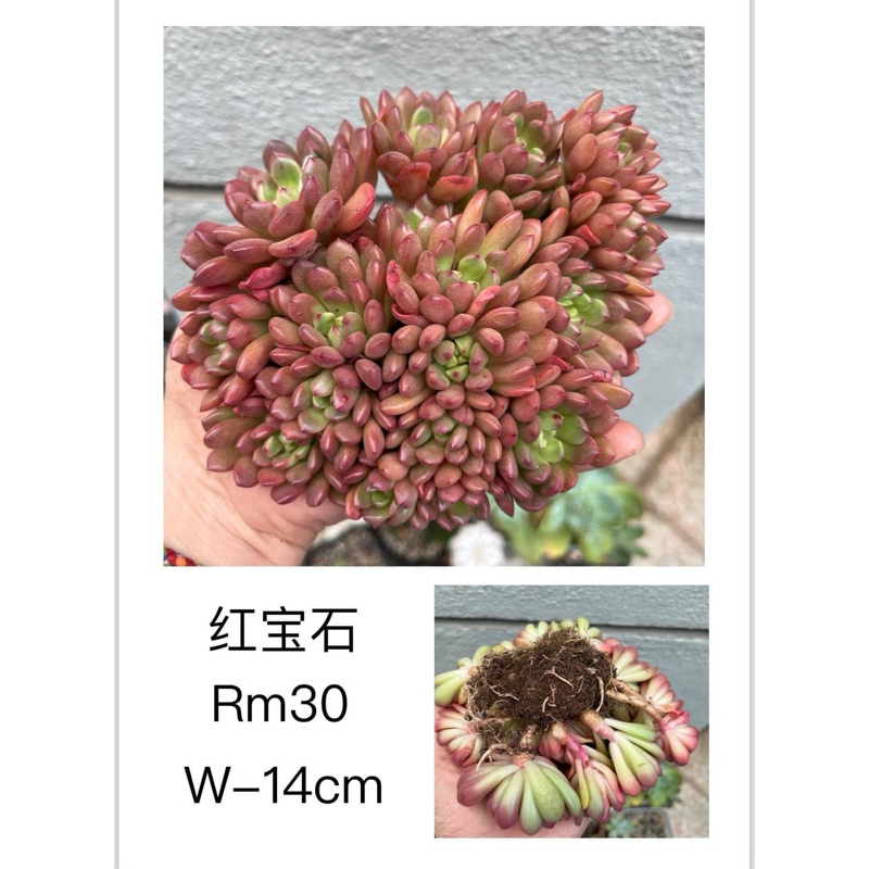 Succulent Sedeveria pink ruby 多肉植物红宝石 (一物一拍） | Shopee Malaysia