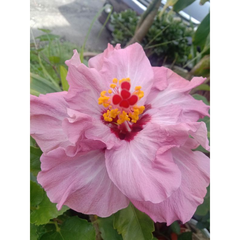 🔥🔥Bunga Raya Hybrid No.32🔥🔥 | Shopee Malaysia