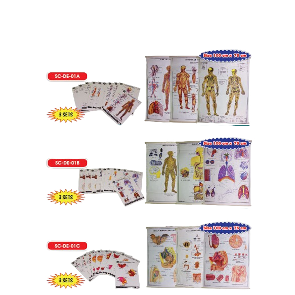 Human System Physiology Teaching Kit | Shopee Malaysia