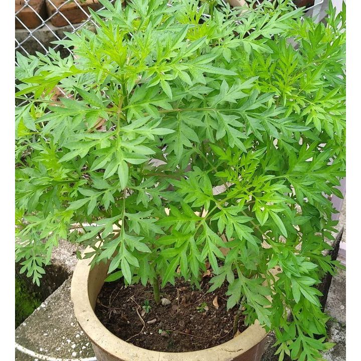 Anak Pokok Ulam Raja/Baby Tree King Salad/Cosmos Caudatus | Shopee Malaysia