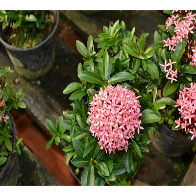 ixora rose Ixora chinensis / Pokok Bunga Xian Dan [ PINK] | Shopee Malaysia