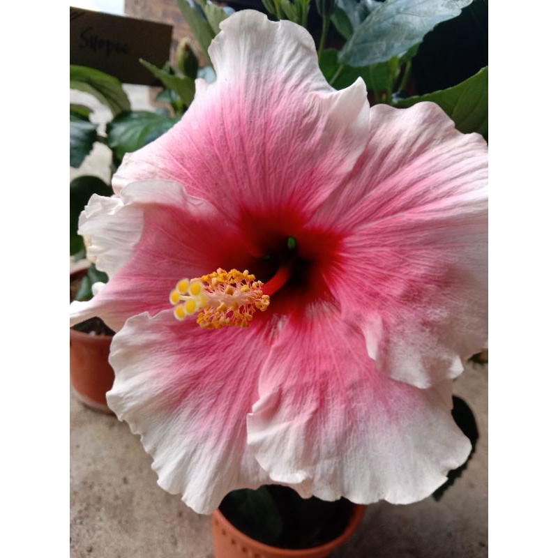 🔥🔥Bunga Raya Hybrid No.55🔥🔥 | Shopee Malaysia