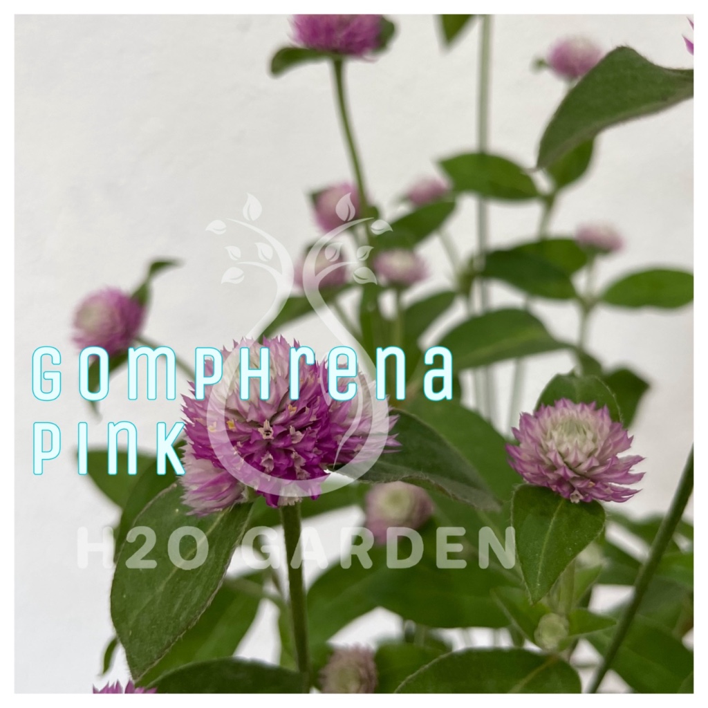 H2O - Gomphrena 千日红 Pokok Butang Live Plant | Shopee Malaysia