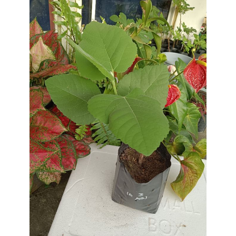 ANAK POKOK TIN IRAQI / IRAQI FIG TREE | Shopee Malaysia