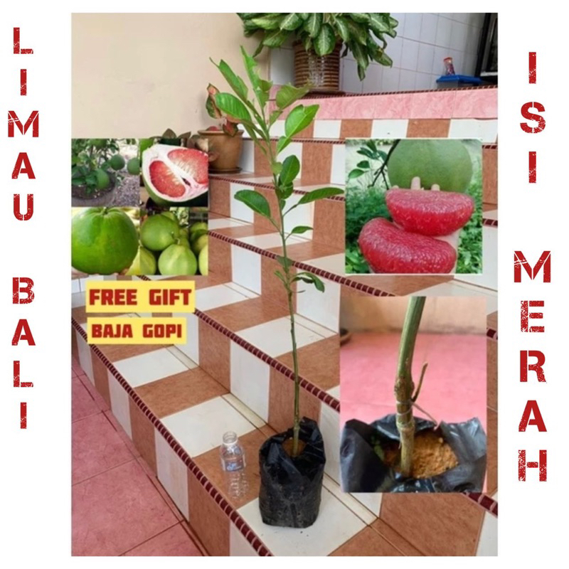 Pokok limau bali isi merah ( kawin/hybrib ) cepat berbuah / limau bali ...