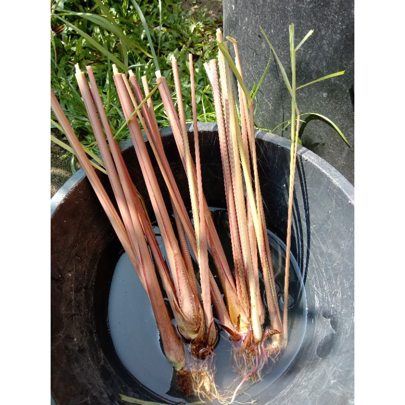 6 batang serai wangi merah kampung | Shopee Malaysia