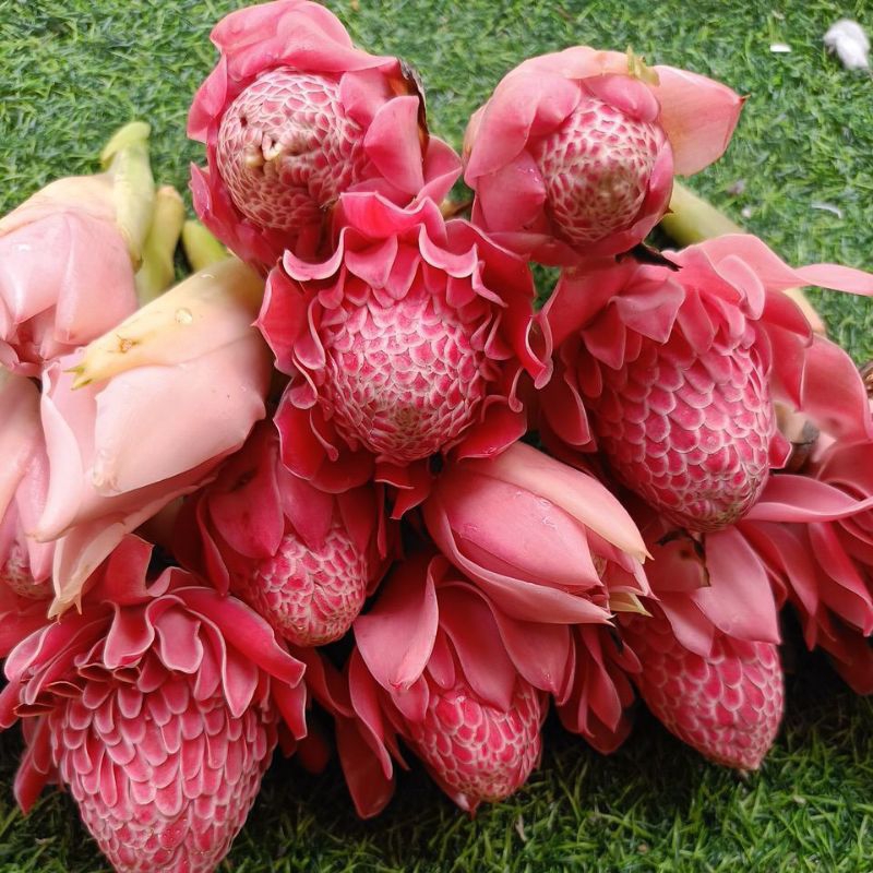 Bunga kantan segar pink | Shopee Malaysia