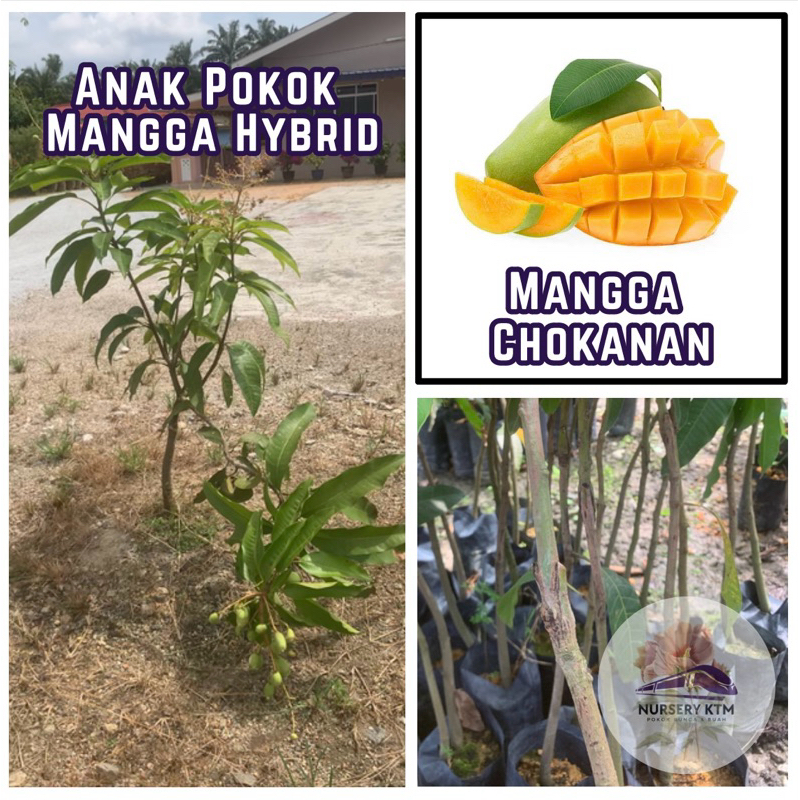 Pokok Mangga Chokanan cepat berbuah (hybrid) | Shopee Malaysia