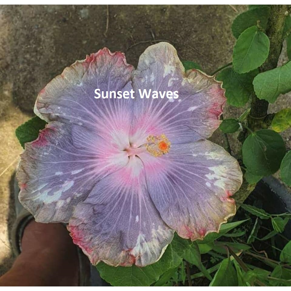 Anak Pokok Bunga Raya/Hibiscus Hibrid/Hybrid Impot Season 4 | Shopee ...