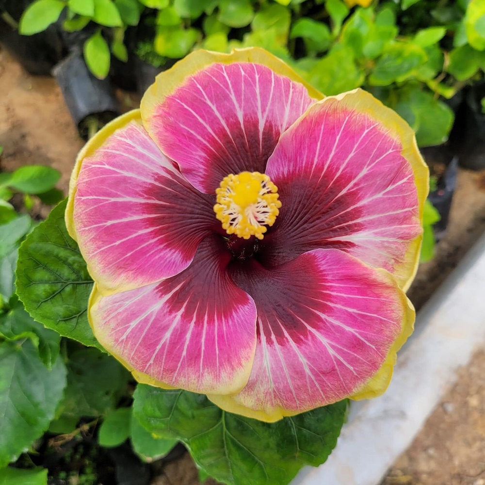 Anak Pokok Bunga Raya/Hibiscus Hibrid/Hybrid Impot Season 1B | Shopee ...