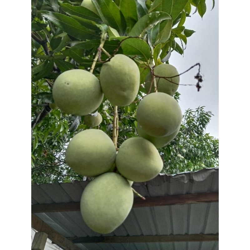 Mangga muda/mangga epal muda/mangga epal isi kuning/mangga/muda/mangga ...