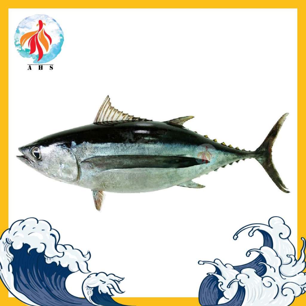 Albacore Tuna / ikan tongkol / 长鳍金枪鱼 After clean | Shopee Malaysia