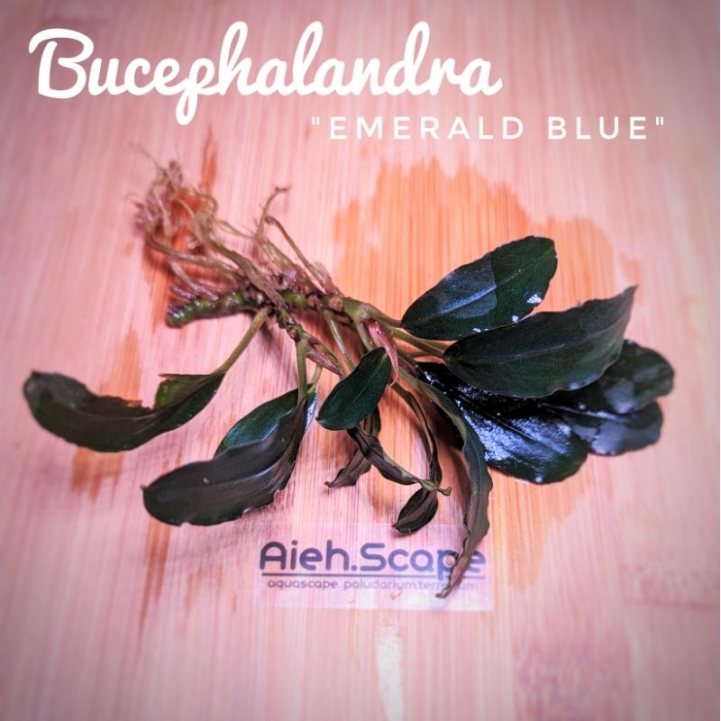 [BUY 4 FREE 1] Bucephalandra Emerald Blue (stalk) aquatic plant for ...