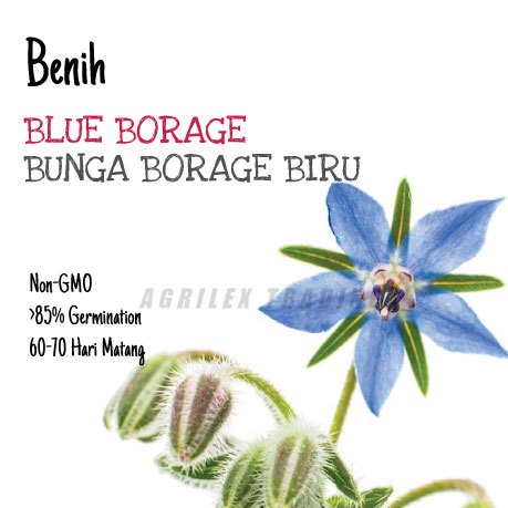 BENIH Blue Borage | Bunga Seeds | Shopee Malaysia