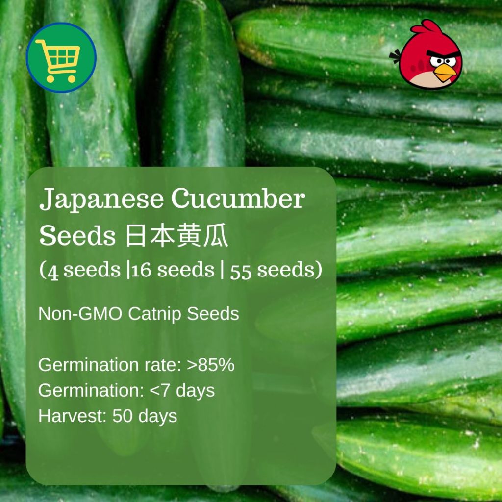 Japanese Cucumber Seeds Timun Jepun 日本黄瓜 (4 seeds | 16 seeds | 55 seeds ...