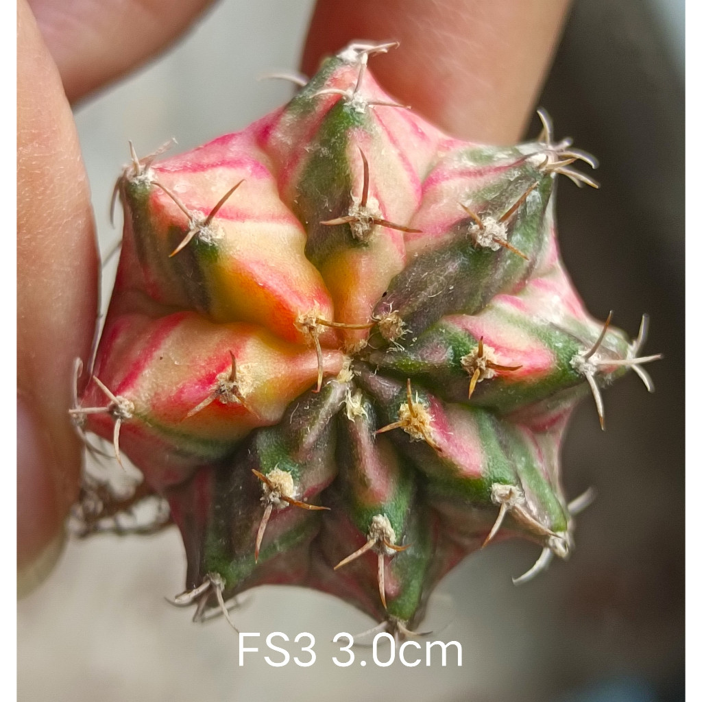 FANTASIA ID CACTUS (OFFSETS WITH SHORT ROOTS) | Shopee Malaysia