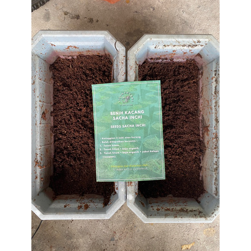 Benih Pokok Kacang Bintang (Sacha Inchi) | Shopee Malaysia