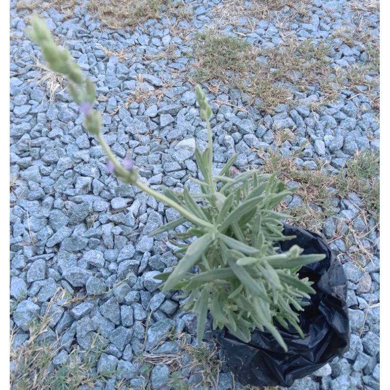 Anak Pokok Lavender Jenis Wangi | Shopee Malaysia