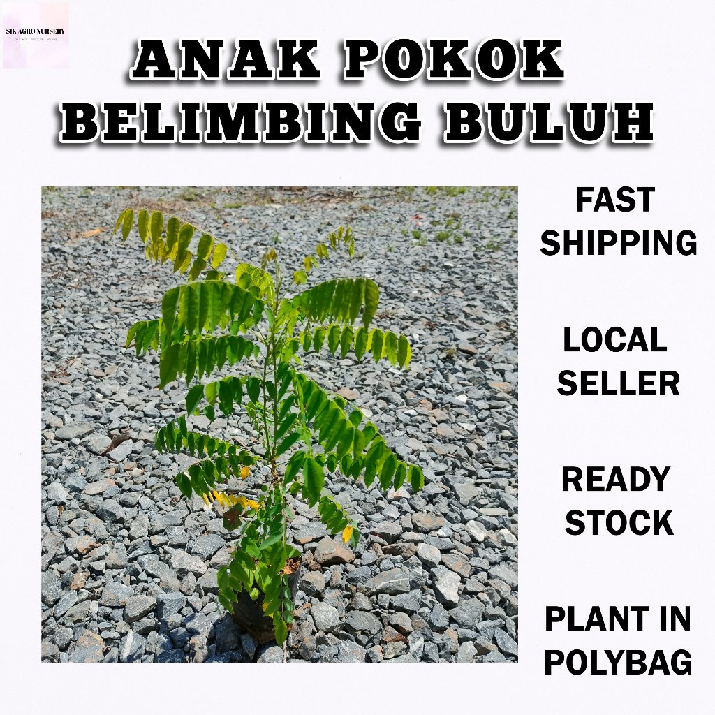 Anak Pokok Belimbing Buluh Dalam Polybag | Shopee Malaysia