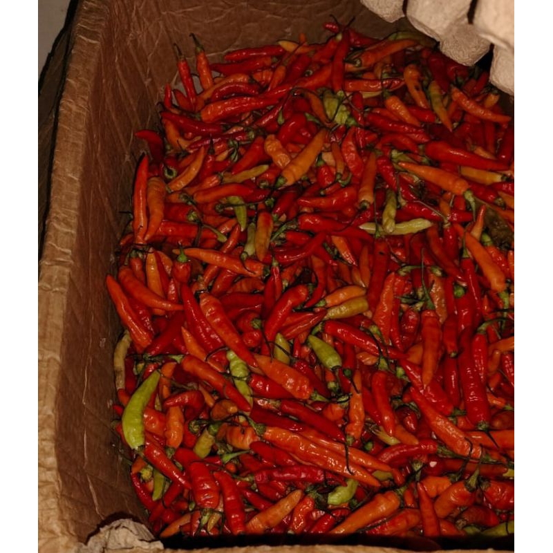 Chili/cabe setan Indonesia 100 gram | Shopee Malaysia