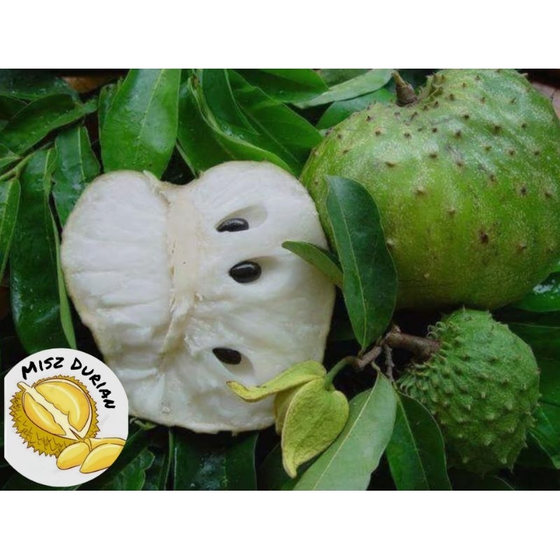 SOURSOP PULP : SEEDLESS / ISI BUAH DURIAN BELANDA : TANPA BIJI (ORGANIC ...