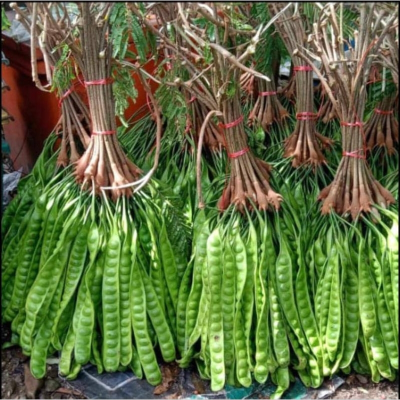 Petai tua fresh 1ikat/BIJI BESAR/SEIKAT | Shopee Malaysia