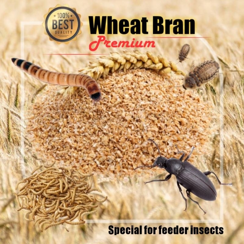 [Ready Stock] Dedak Gandum / Wheat Bran for Superworms Mealworms ...