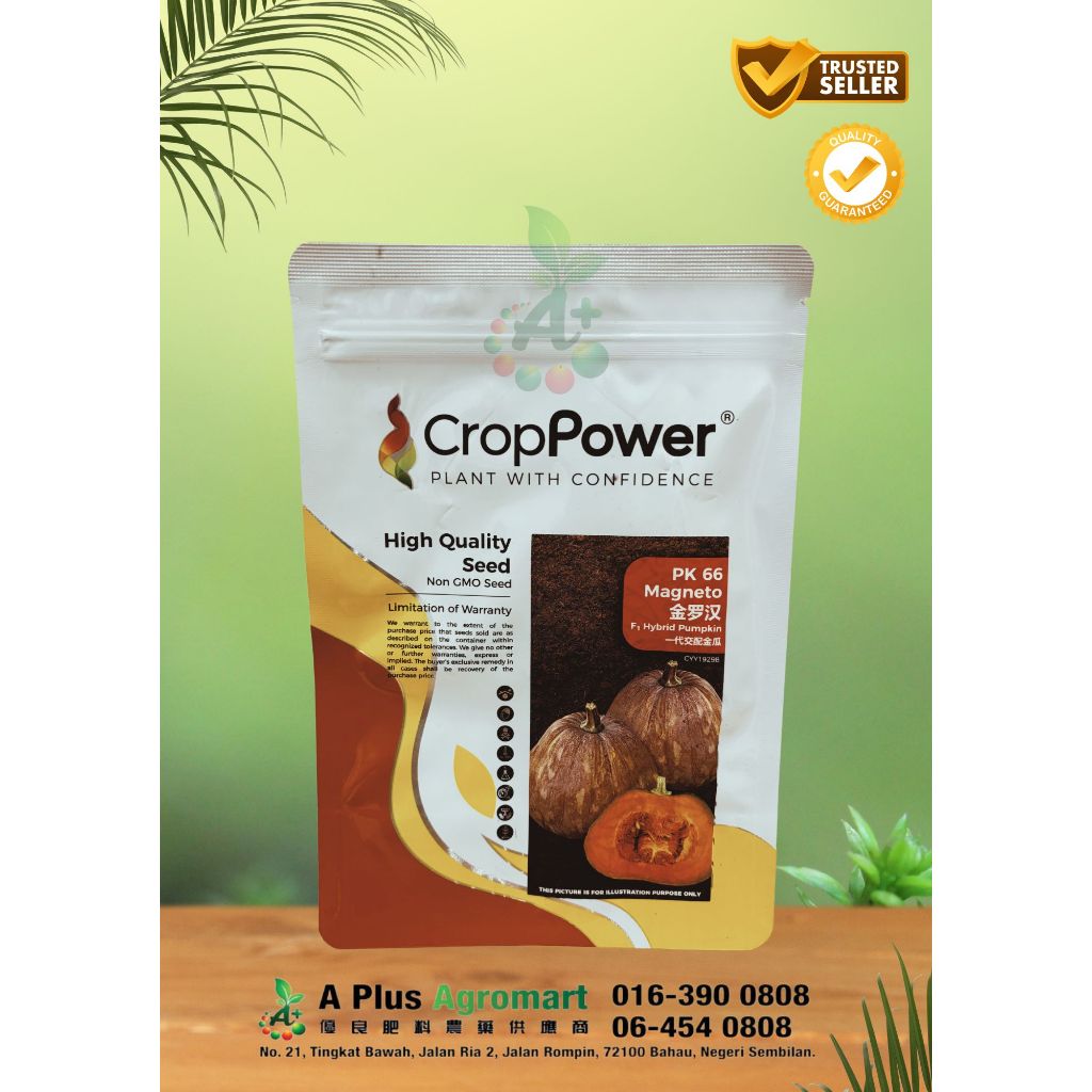 Benih PK66 Magneto F1 Hybrid Pumpkin (20 gram) | Shopee Malaysia